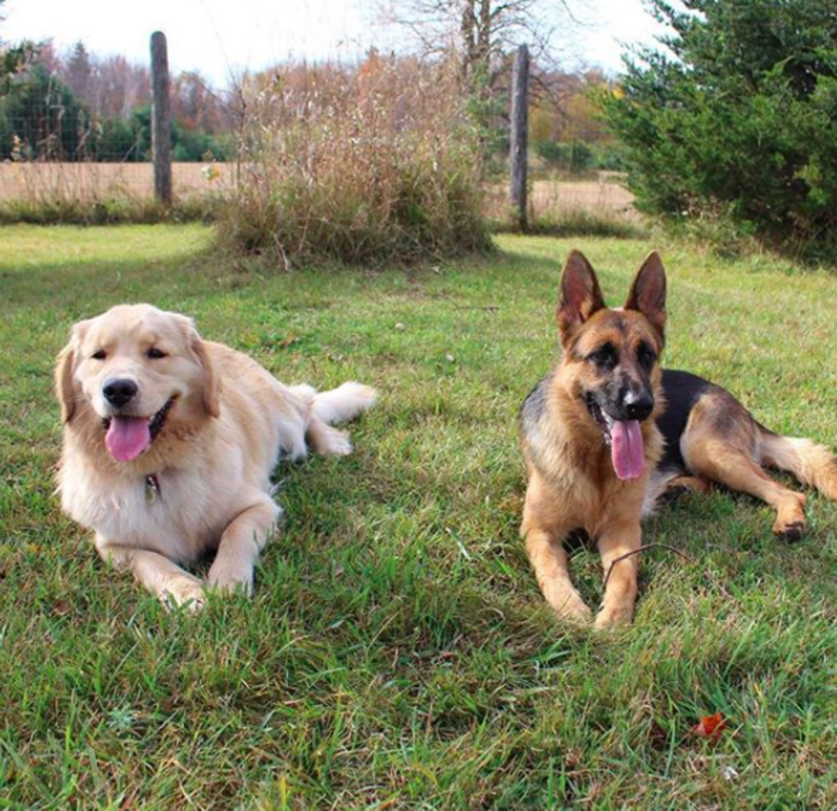 Dog Best Friends Are So Excited To See Each Other At The Park - The Dodo