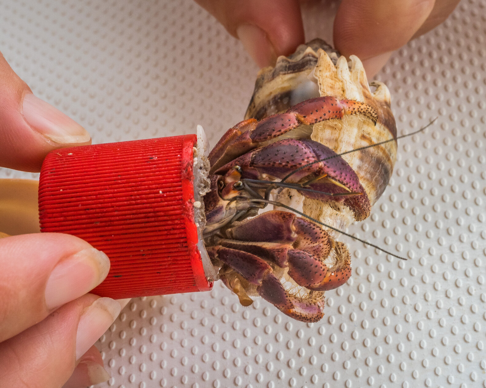 Family Finds Hermit Crab Using Discarded Bottle Cap As Shell - The Dodo