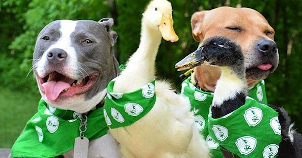 Pit Bulls Teach Their Duckling Siblings How To Play Gently - Videos ...
