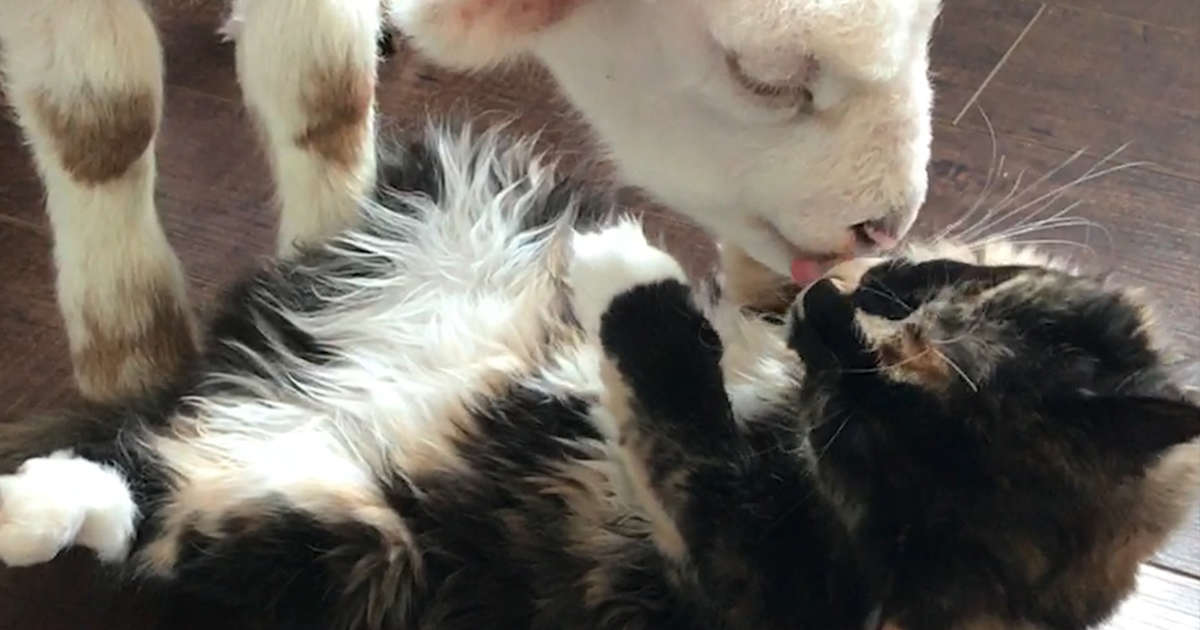 This Cat Wants To Be Wherever Her Favorite Lamb Is - Videos - The Dodo
