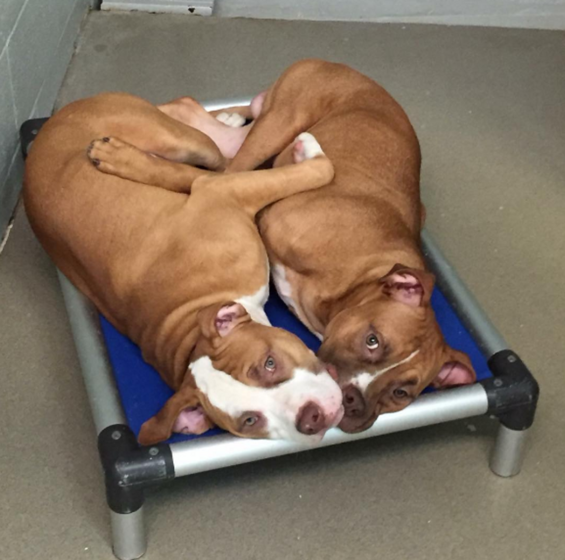 Pit Bull Brothers At Virginia Shelter Cry Whenever They're Separated ...