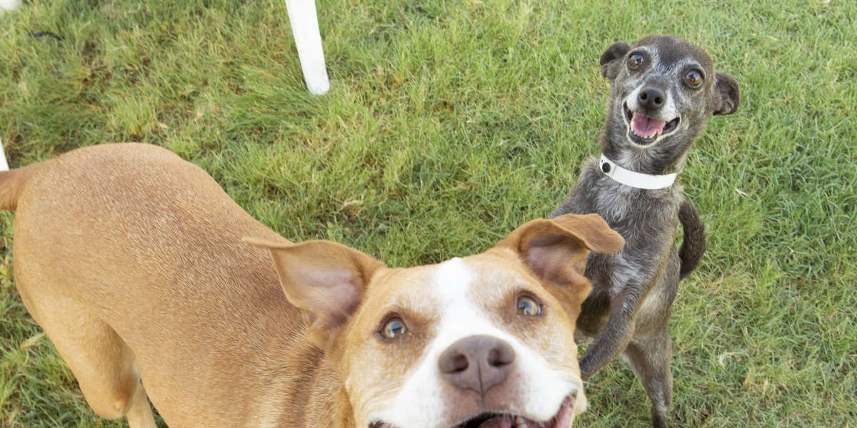 Dog Best Friends Have Been Waiting For A Home For Over 125 Days - The Dodo