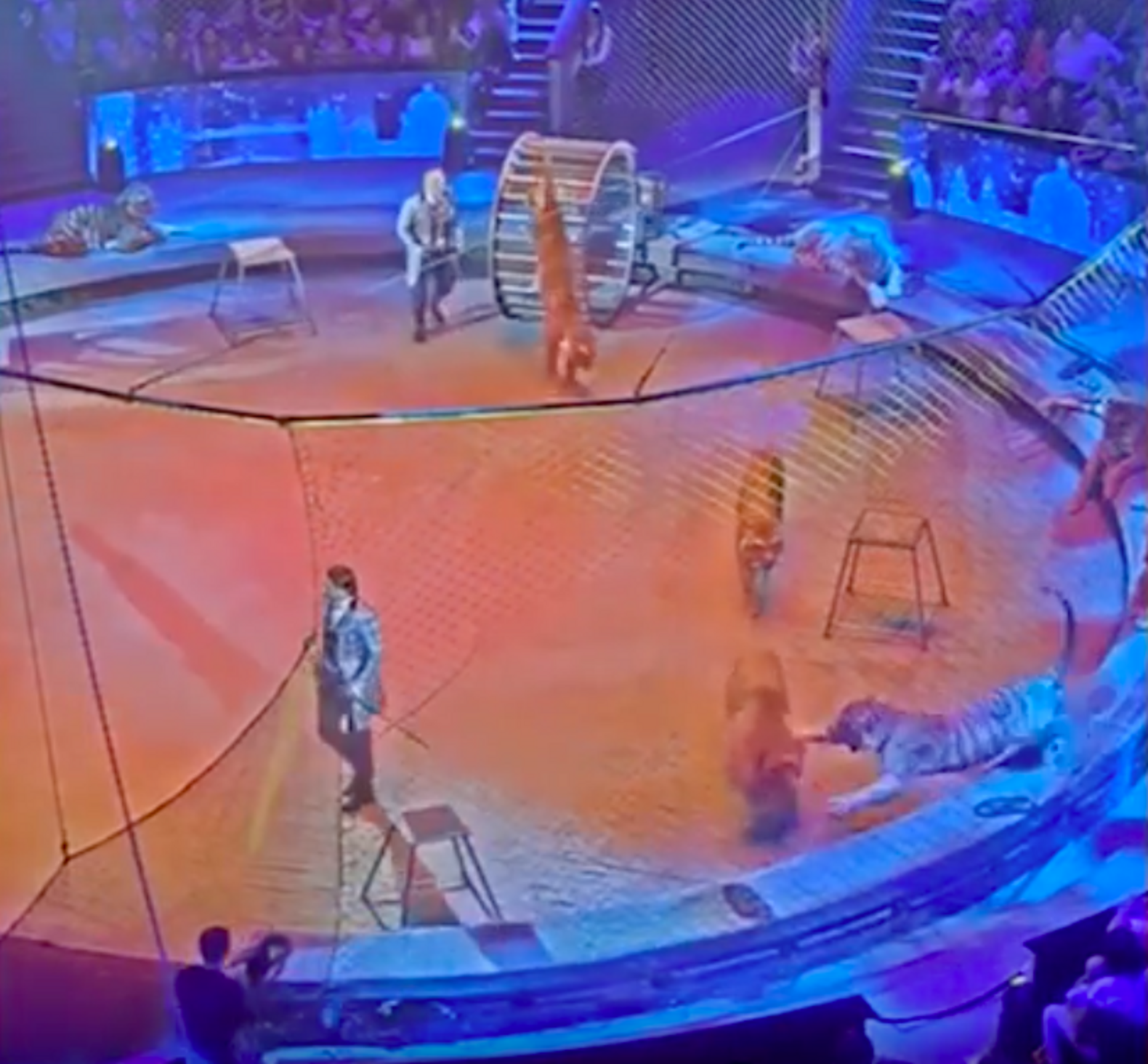 Tiger Attacks Lion At Russian Circus - The Dodo