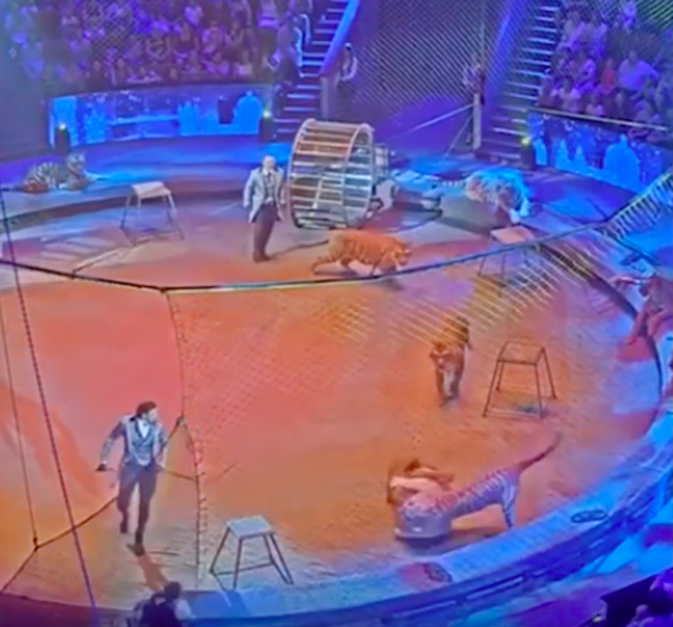 Tiger Attacks Lion At Russian Circus - The Dodo
