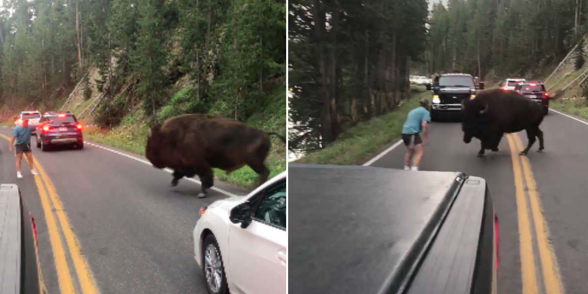 Man Taunts Yellowstone Buffalo And Realizes He's Made A Big Mistake ...