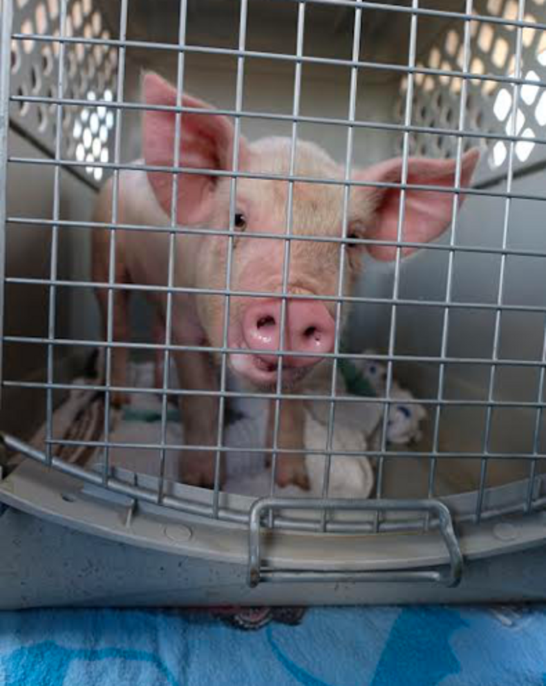 Scared Piglet Lights Up When He Realizes He’s Safe - The Dodo