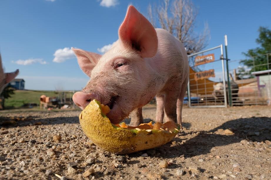 Scared Piglet Lights Up When He Realizes He’s Safe - The Dodo