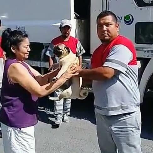 Runaway Pug Ends Up Riding In A Garbage Truck - The Dodo