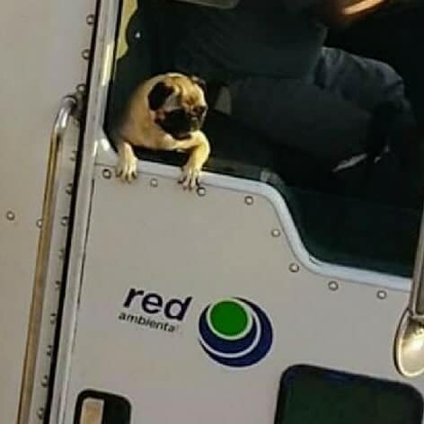 Runaway Pug Ends Up Riding In A Garbage Truck - The Dodo