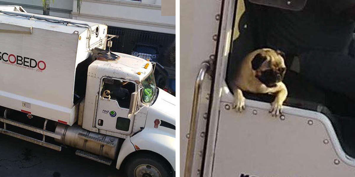 Runaway Pug Ends Up Riding In A Garbage Truck - The Dodo