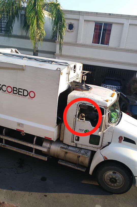 Runaway Pug Ends Up Riding In A Garbage Truck - The Dodo
