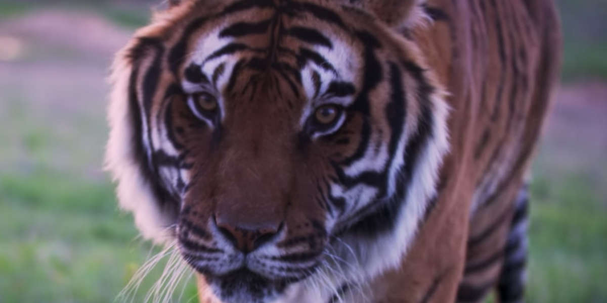 This Is Why You Should Never Buy Tiger Bone Wine - Videos - The Dodo