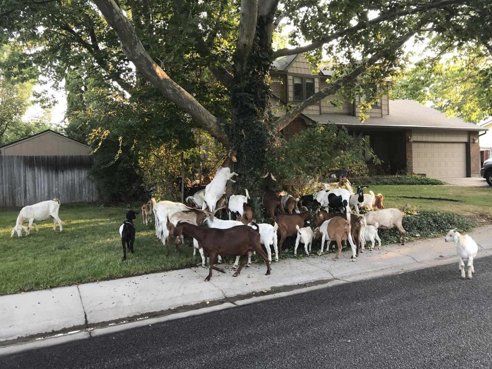 One Hundred Rogue Goats Take Over Idaho Neighborhood - The Dodo