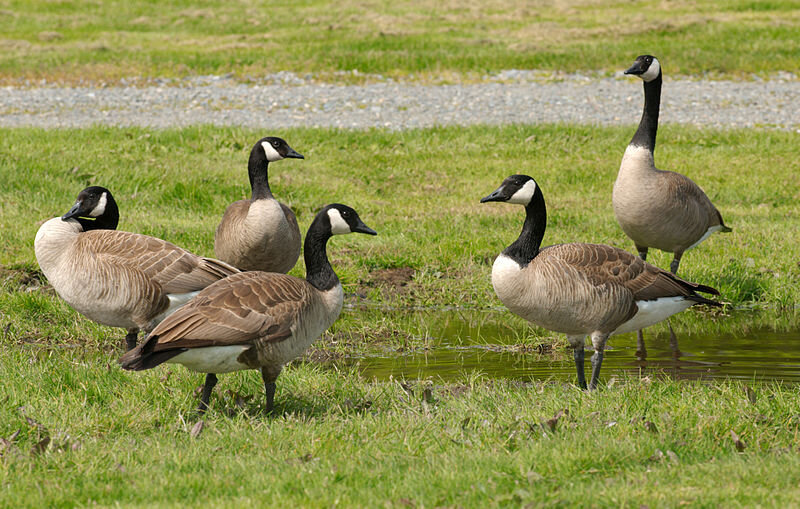 This Is How Geese Stay Safe During Hail Storms - The Dodo
