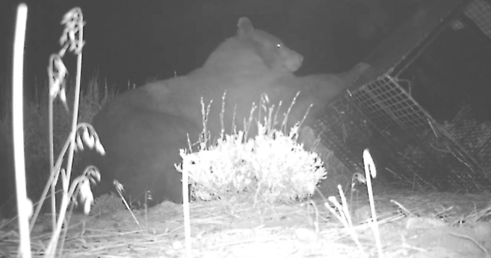 Service Dog Reunites With Family After Surviving 28 Days In The Woods ...