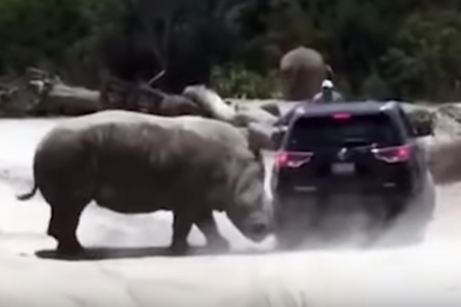 Rhino Attacks SUV at Mexican Safari Park - Thrillist