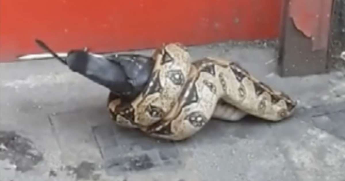 Snake Eating Pigeon: A Boa Was Spotted Eating a Pigeon in London ...