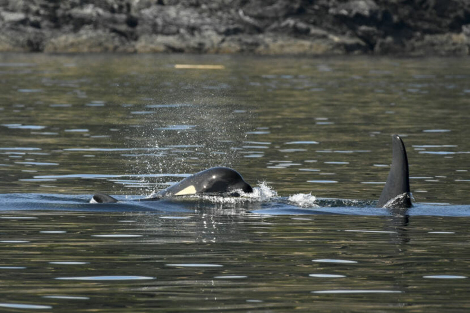 Grieving Orca Mother Who Carried Calf May Lose Another J Pod Member ...