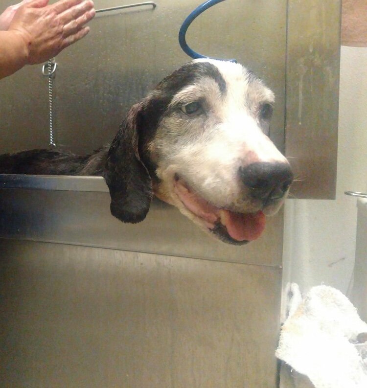 Senior Basset Hound Finds New Home At Dog Sanctuary - The Dodo