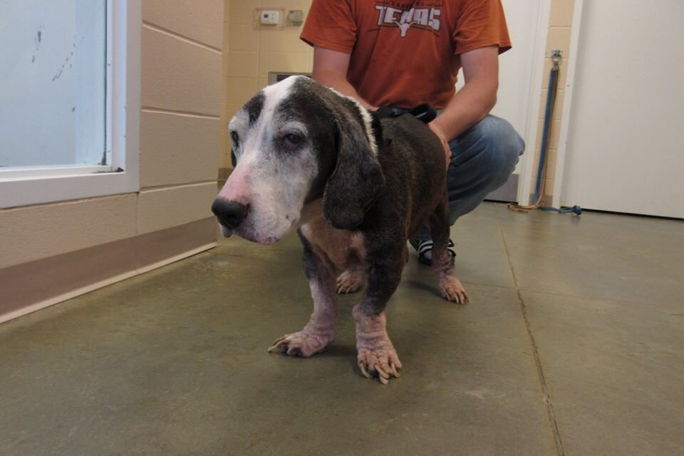 Senior Basset Hound Finds New Home At Dog Sanctuary - The Dodo