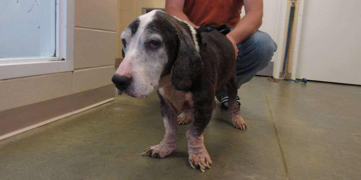 Senior Basset Hound Finds New Home At Dog Sanctuary - The Dodo