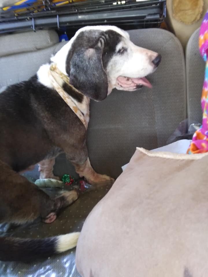 Senior Basset Hound Finds New Home At Dog Sanctuary - The Dodo