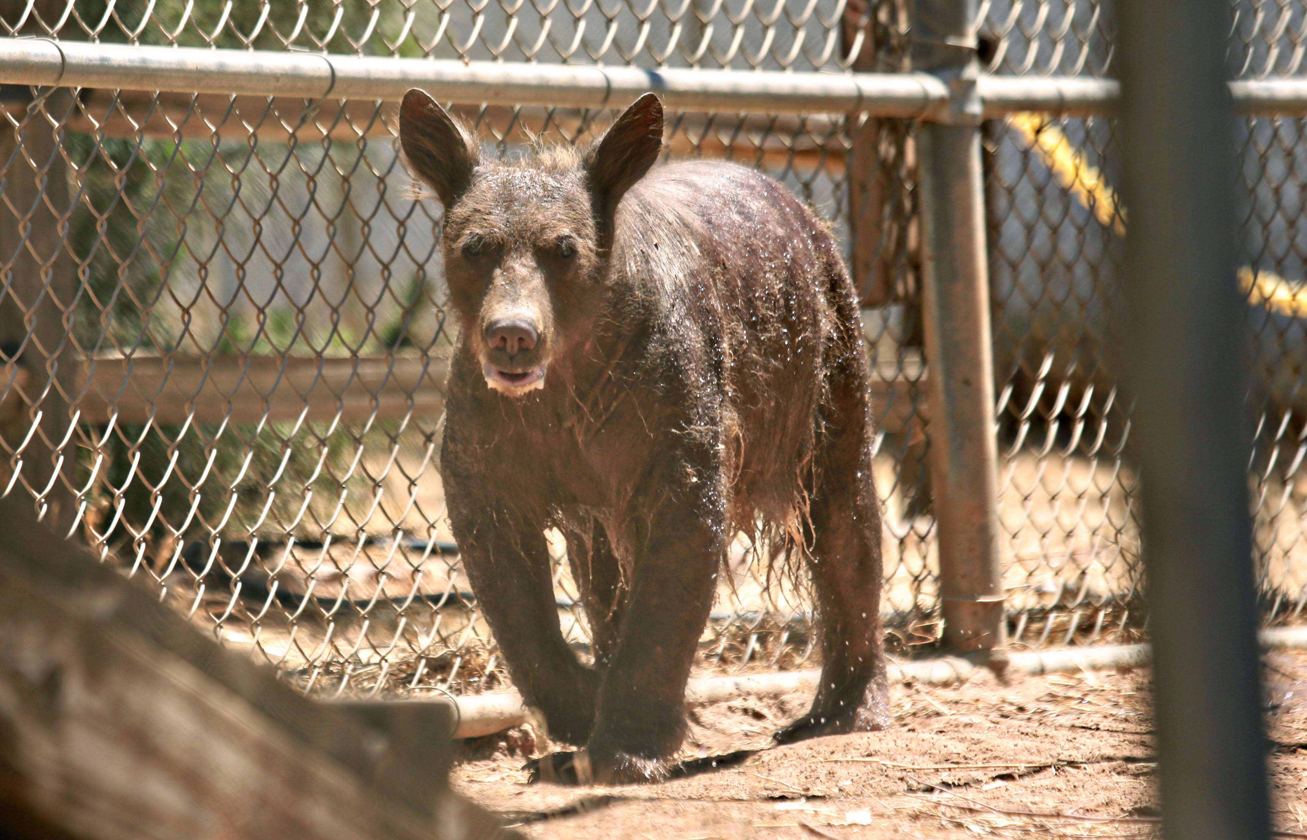 Black Bear Who Lost All Her Hair Is Recovering - The Dodo