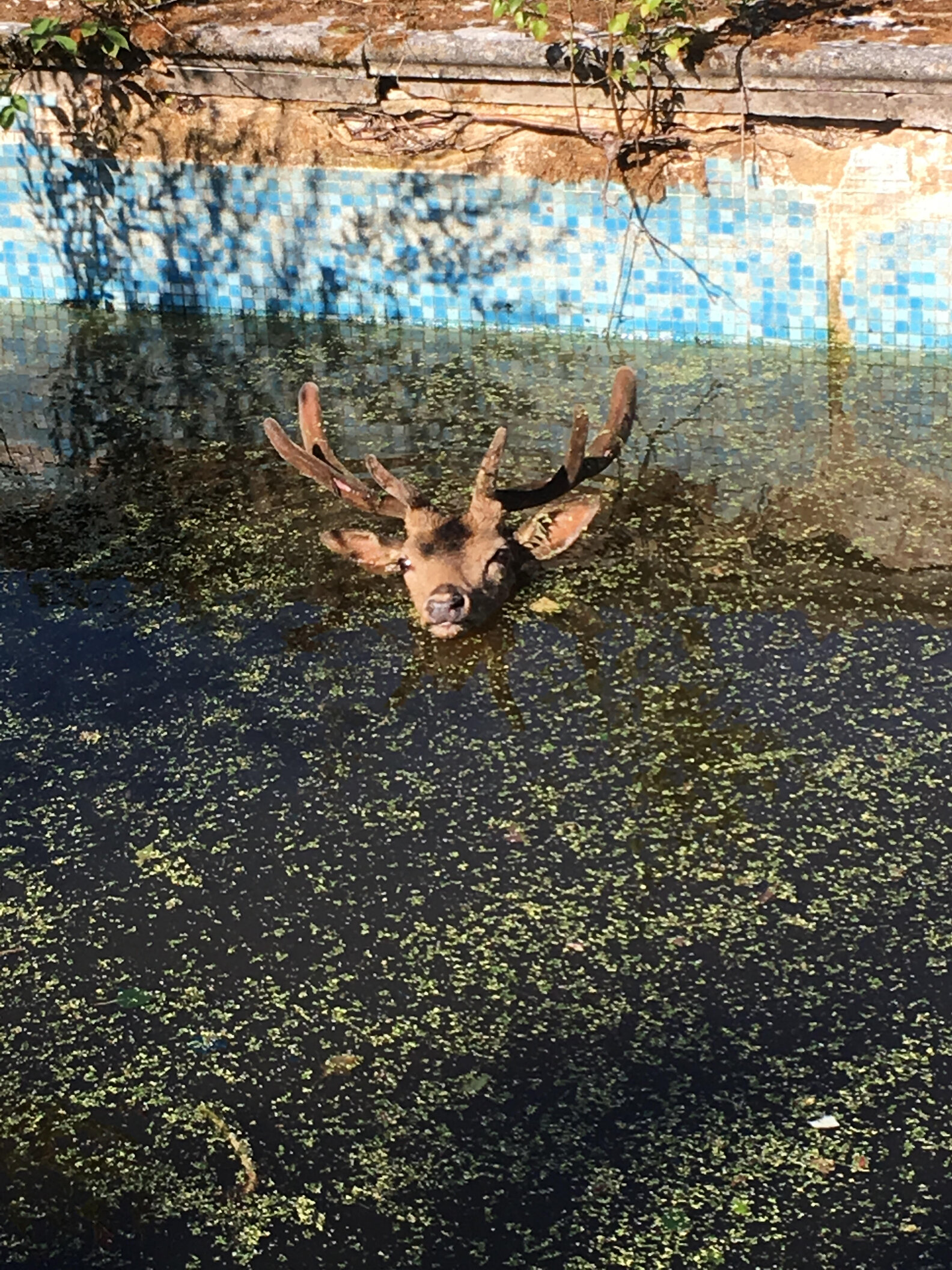 Man Discovers Huge Deer Stuck In His Swimming Pool - The Dodo