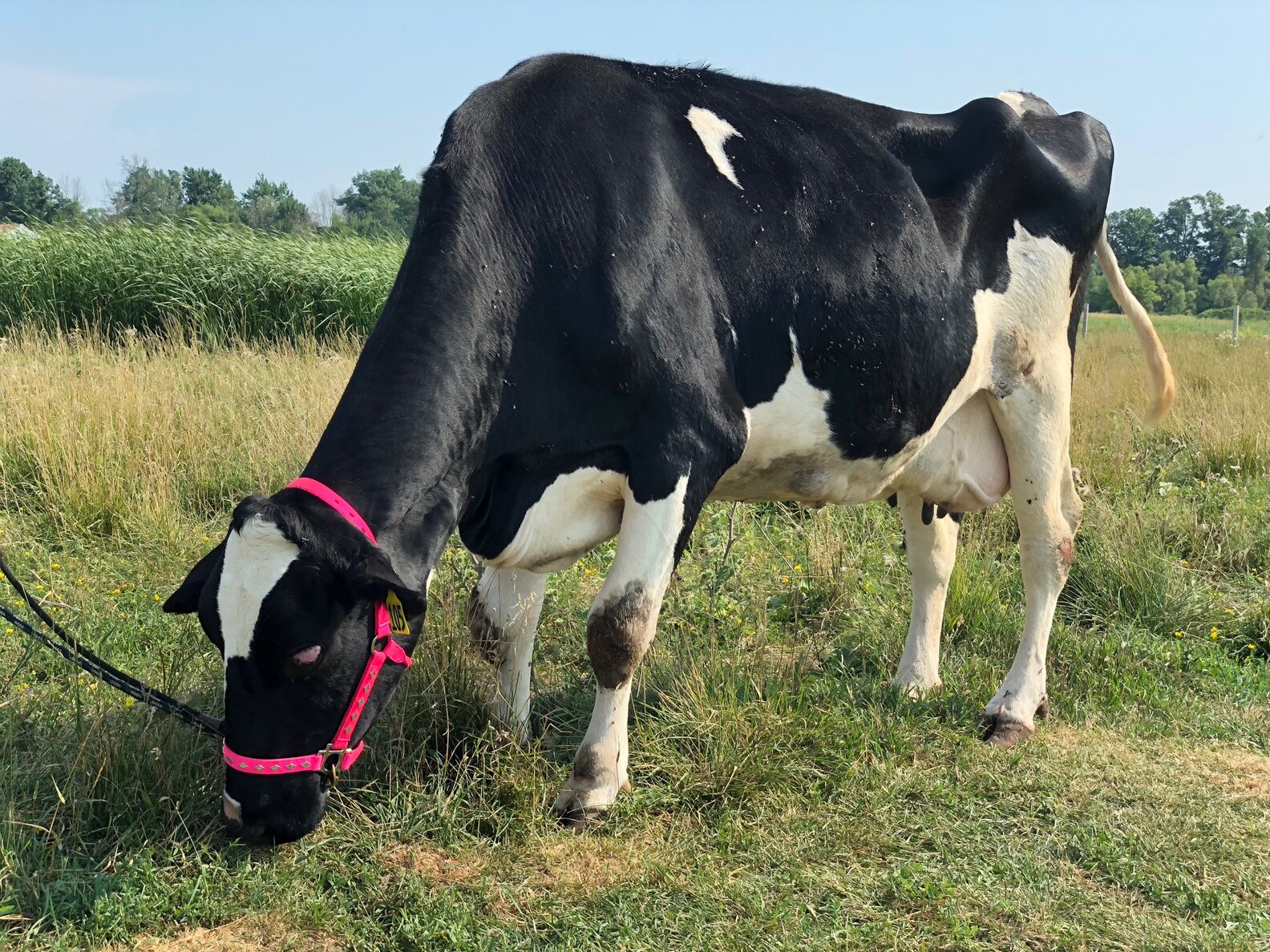 Blind Cow Saved From Dairy Farm Gets To Go Outside For First Time - The ...
