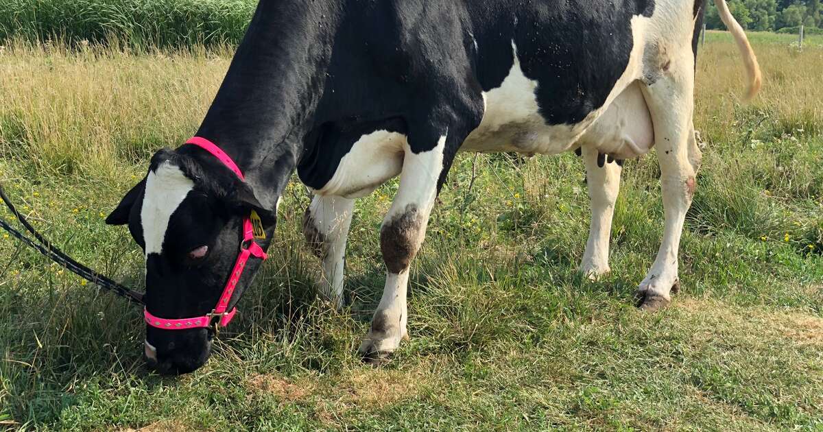 Blind Cow Saved From Dairy Farm Gets To Go Outside For First Time - The ...