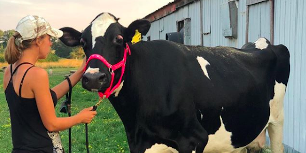 Blind Cow Saved From Dairy Farm Gets To Go Outside For First Time - The ...