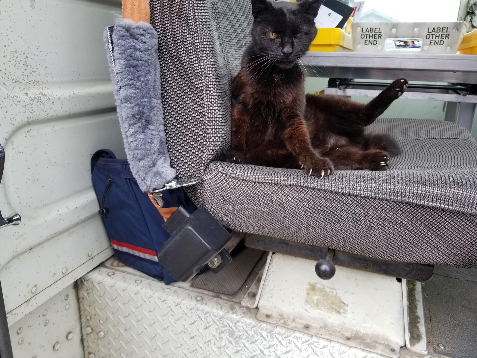 Senior Cat Has Been Greeting Her Favorite Mailman For Years - The Dodo