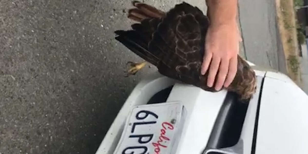 Hawk Stuck In Car Grille Was So Glad Someone Helped Him Escape - Videos ...