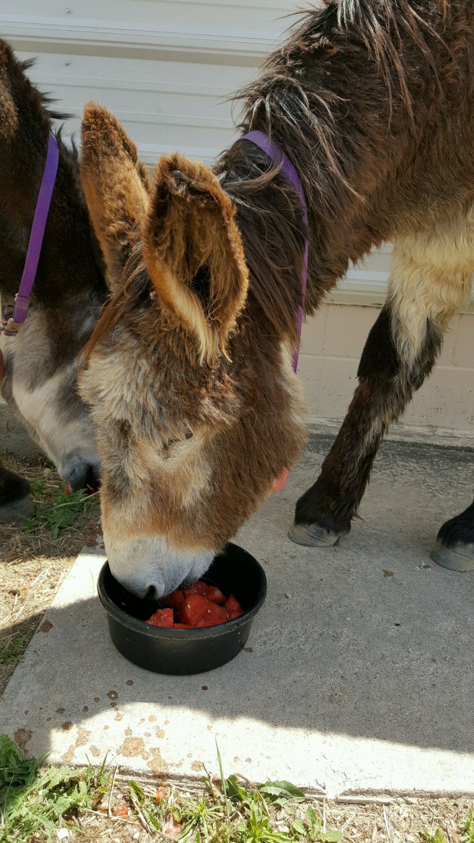 Senior Donkeys Saved From Slaughter Become The Best Of Friends - The Dodo