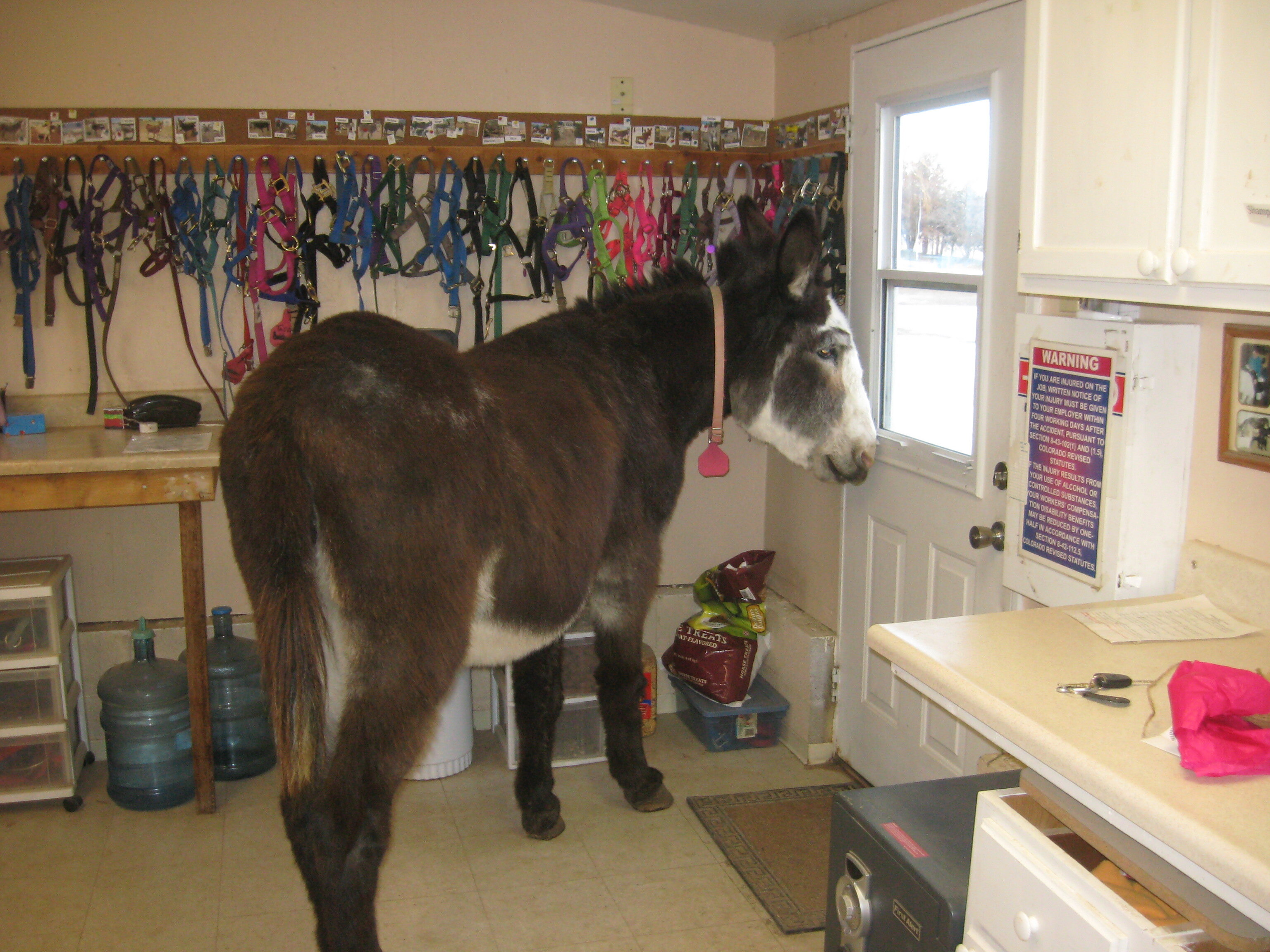 Senior Donkeys Saved From Slaughter Become The Best Of Friends - The Dodo