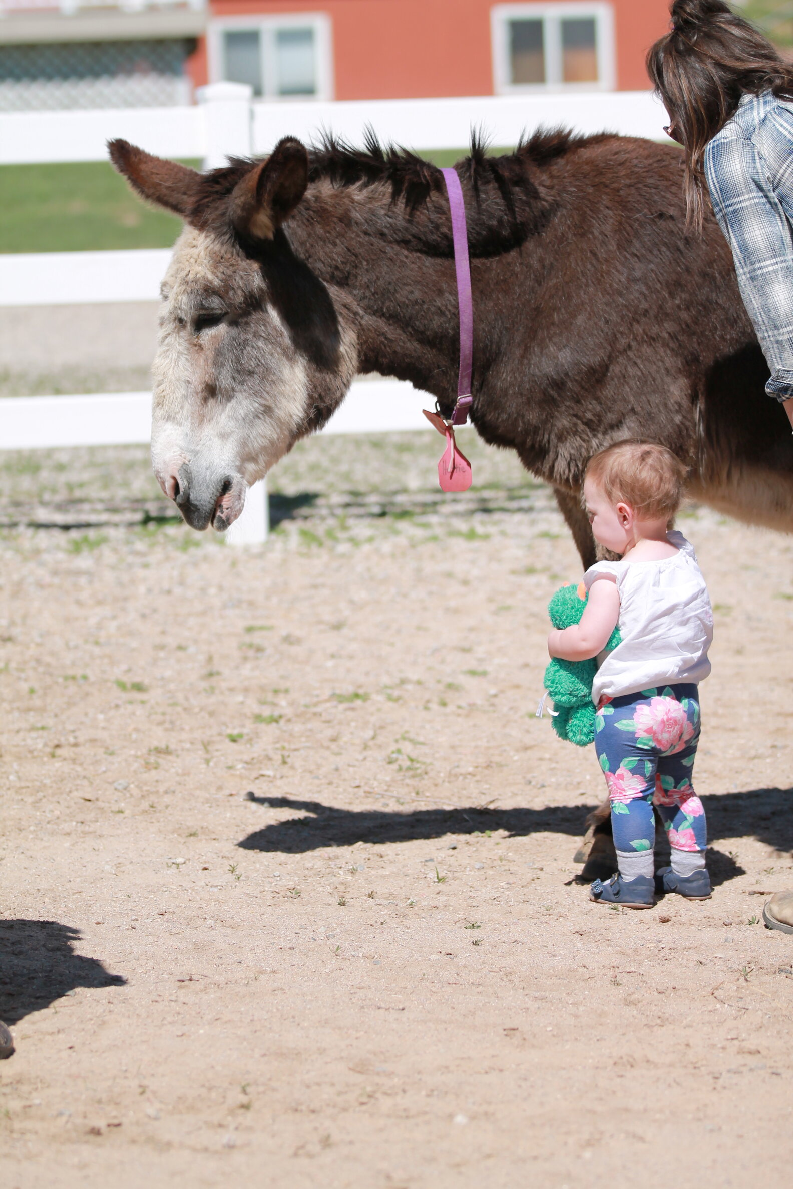 Senior Donkeys Saved From Slaughter Become The Best Of Friends - The Dodo