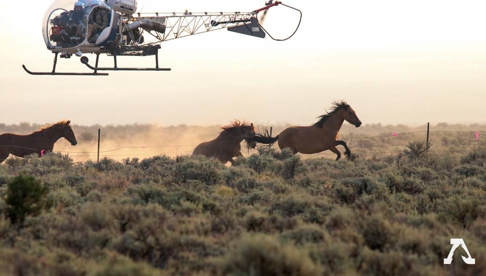 U.S. Government Is Rounding Up Hundreds Of Utah's Wild Horses - The Dodo