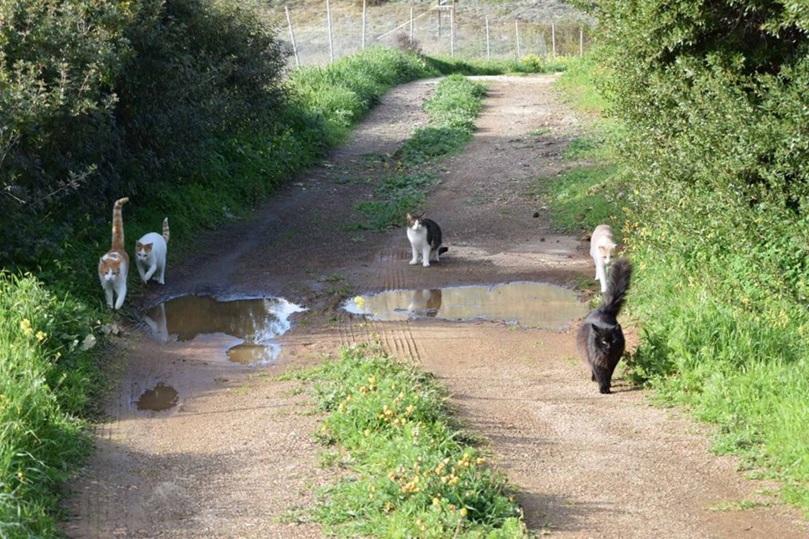 Cat Sanctuary On Greek Island Seeks Paid Live-In Kitty Cuddler - The Dodo