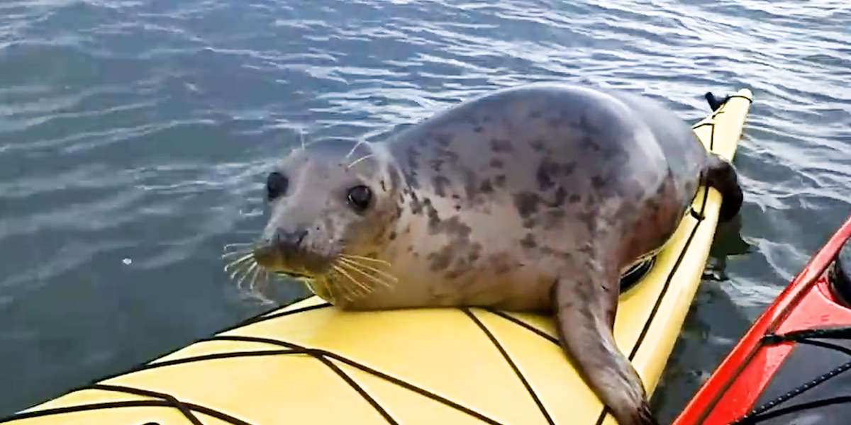 Curious Seal Surprises Kayakers - Videos - The Dodo