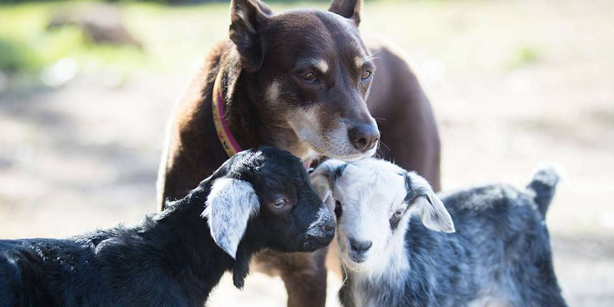Dog Helps Her Mom Take Care Of All The Animals At Their Sanctuary ...