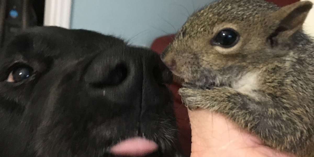 Squirrel Rescued From Hurricane Grows Up Playing With His Dog Siblings ...