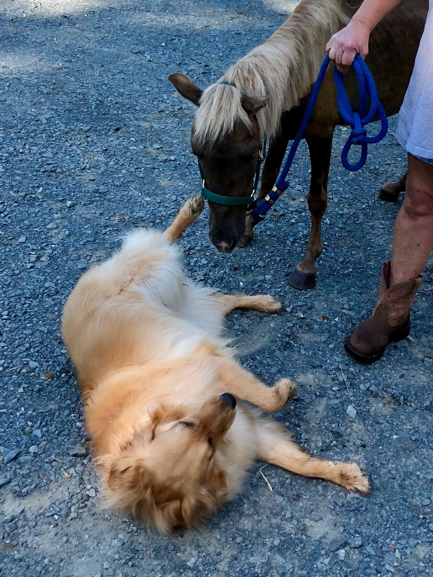 Golden Retriever Befriends Rescued Mini Horse In The Sweetest Way - The ...