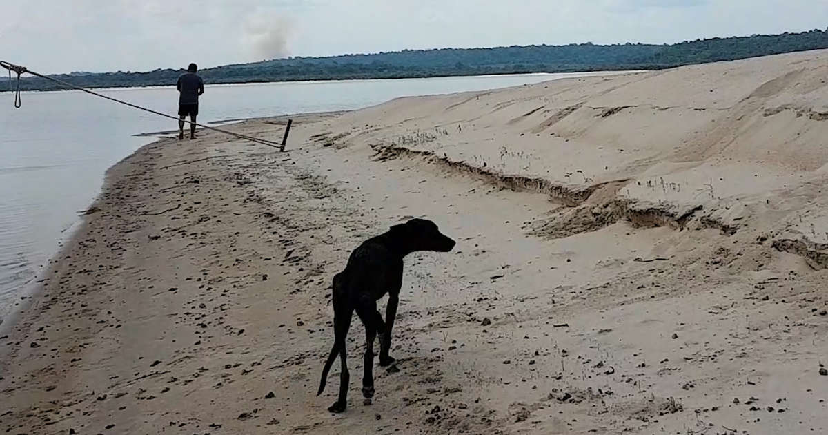 Man On Cruise Finds Dog Stranded On Deserted Island - Videos - The Dodo