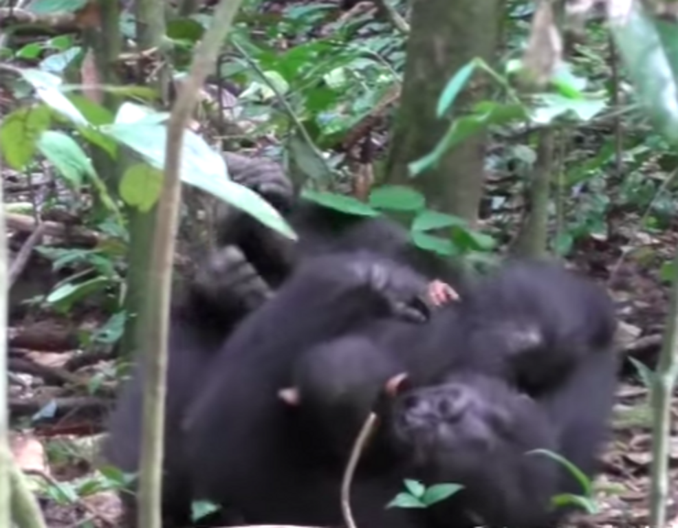 Viral Video Shows Wild Chimp Playing 'Airplane' With Baby - The Dodo