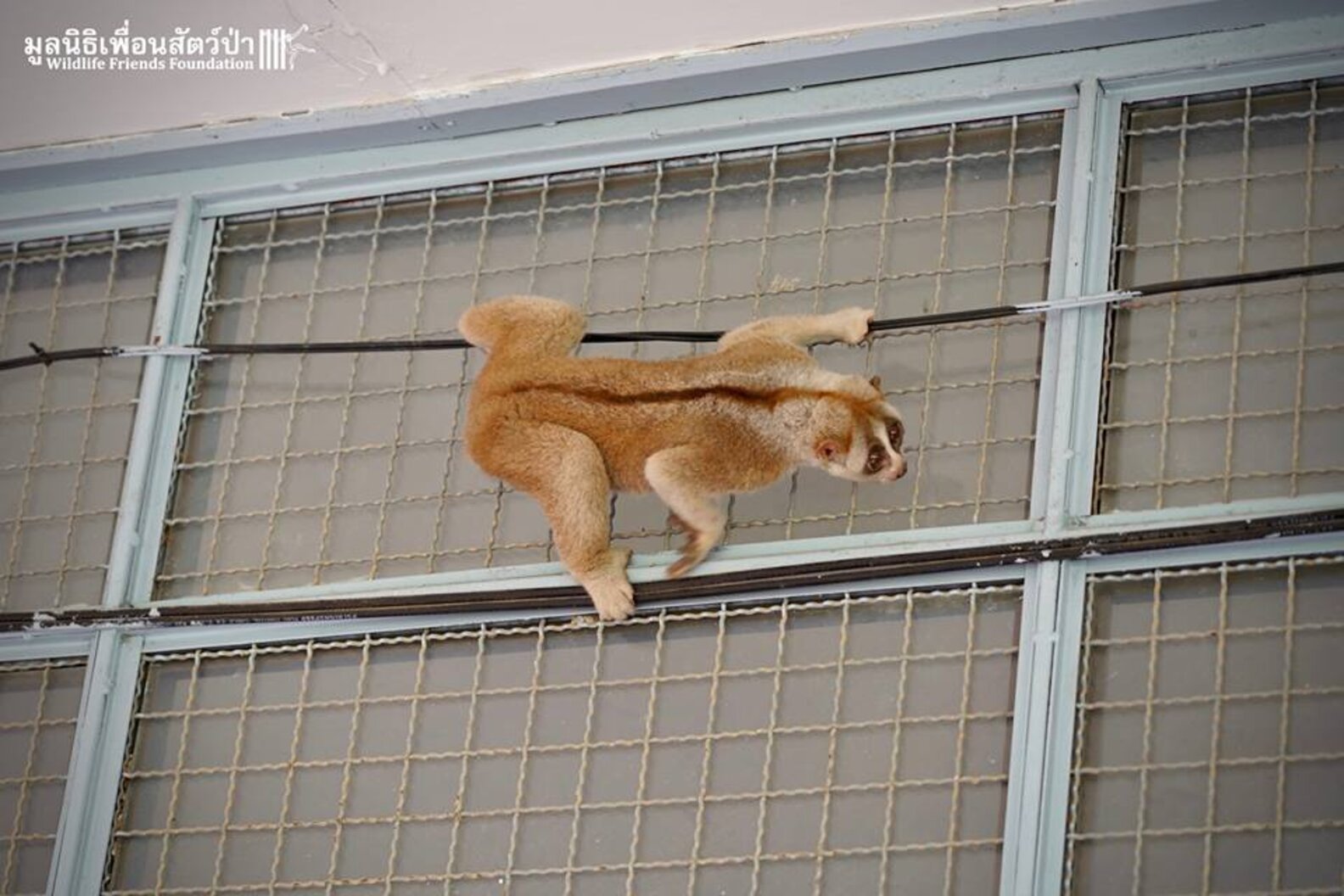 Terrified ‘Pet’ Slow Loris Found At Thailand School - The Dodo