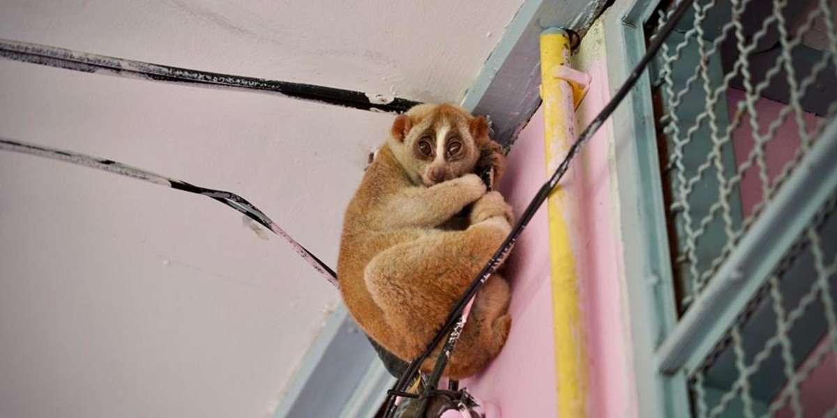 Terrified ‘Pet’ Slow Loris Found At Thailand School - The Dodo