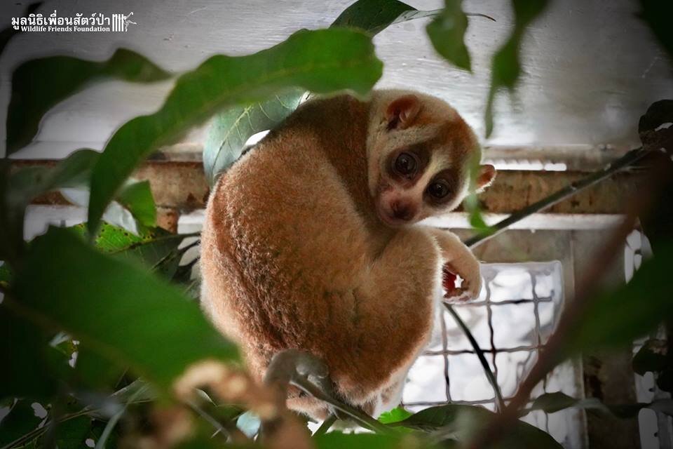 Terrified ‘Pet’ Slow Loris Found At Thailand School - The Dodo