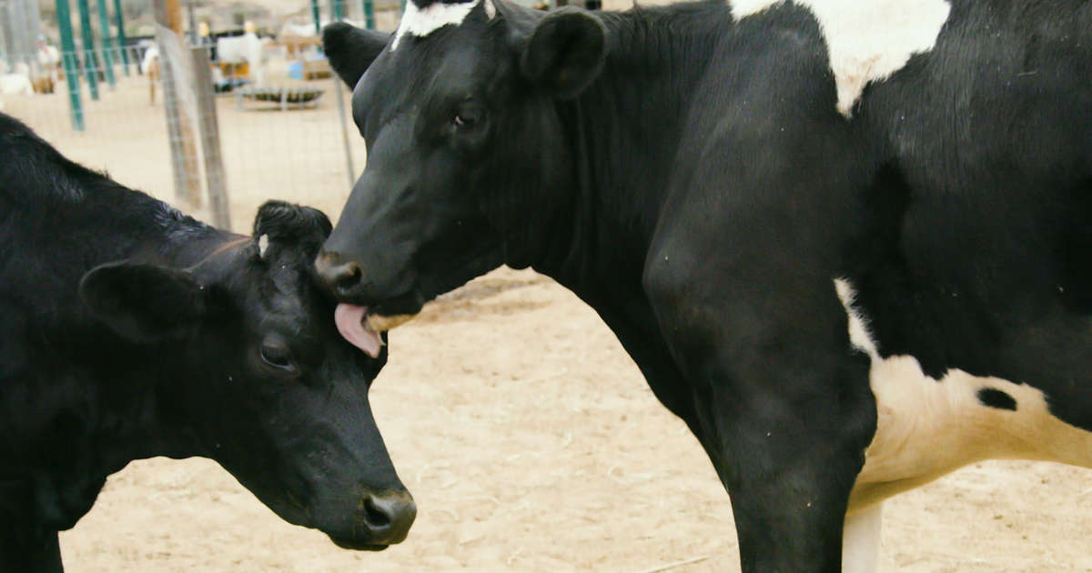 Blind Cow Is So Happy To Have Her Sister Back - Videos - The Dodo