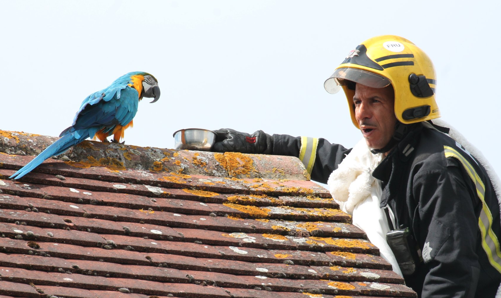 Parrot Tells Firefighters to 'F*ck Off' During Rescue Off a Rooftop ...