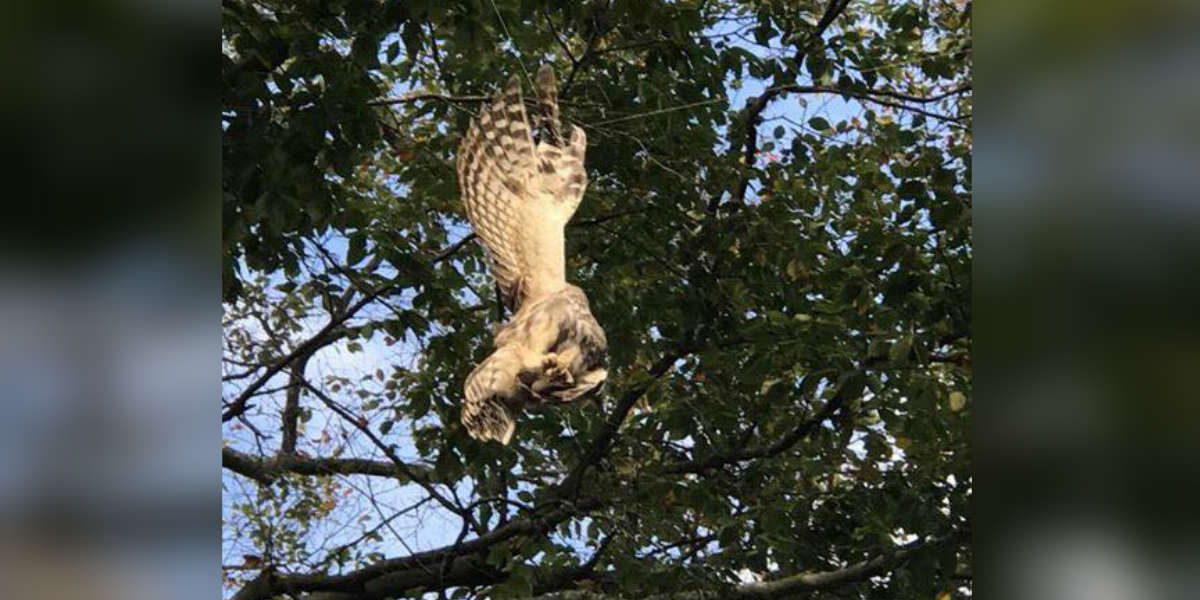 Barred Owl Found Hanging From A Tree By Tangled Fishing Line - The Dodo